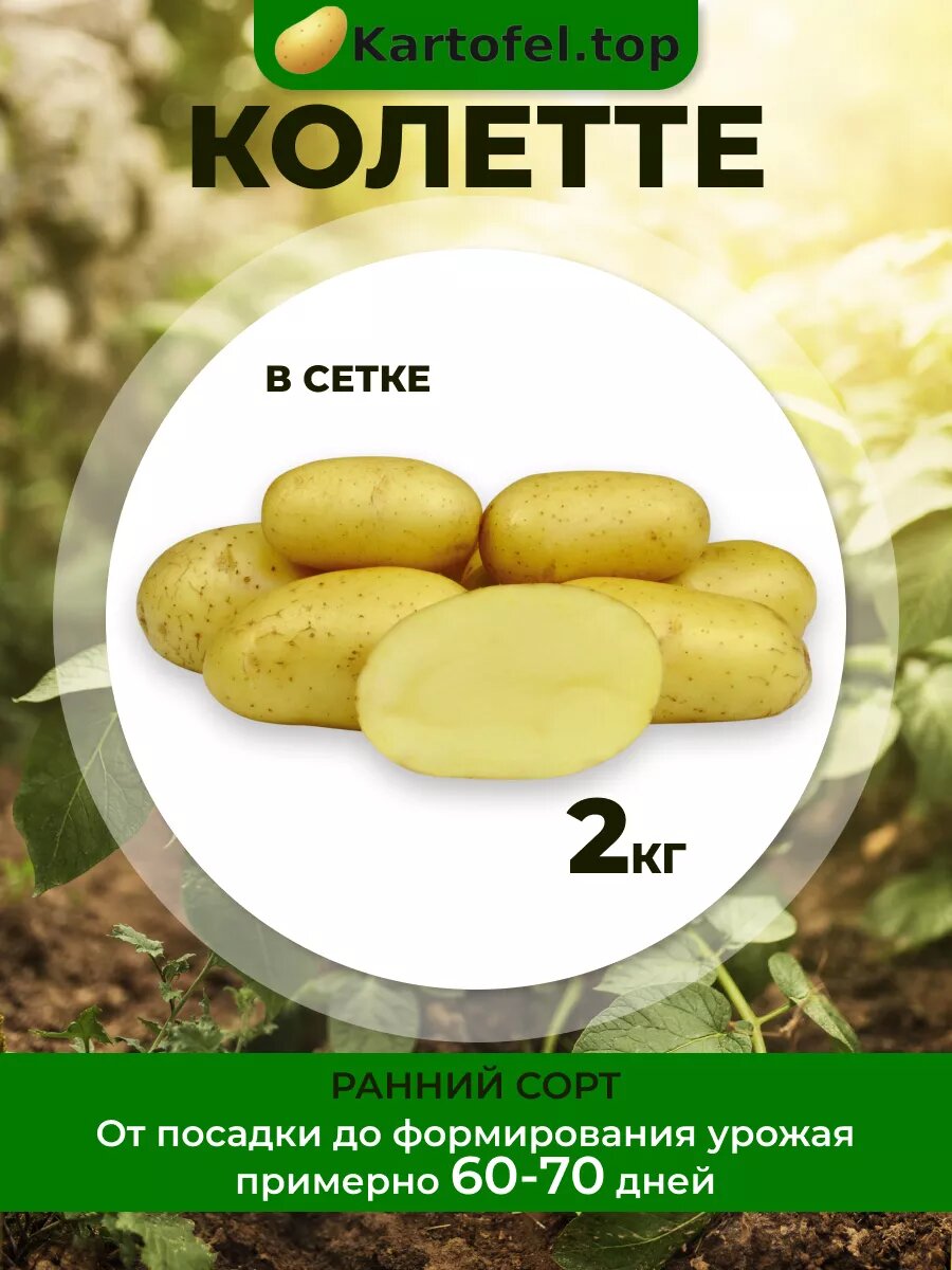 Семена картофеля Колетте 2 кг