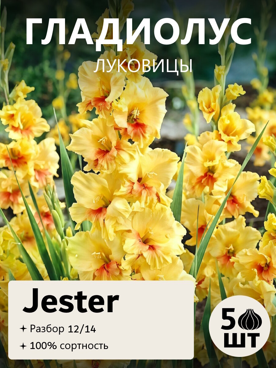 Гладиолусы луковицы крупноцветковые Джестер (Jester), 5 шт