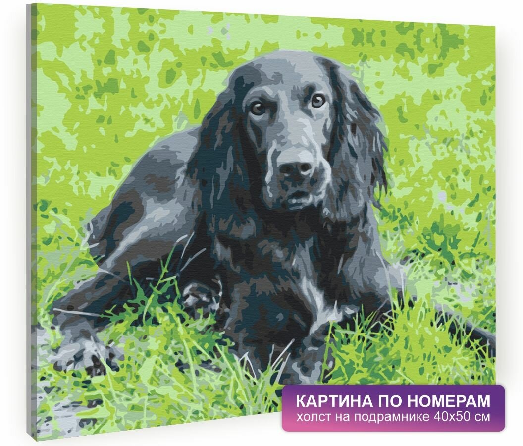 Картина по номерам на холсте с подрамником 40х50 см. Природа, животные, рыбы, птицы. Собаки, щенки. "Спаниель", арт. 4702/