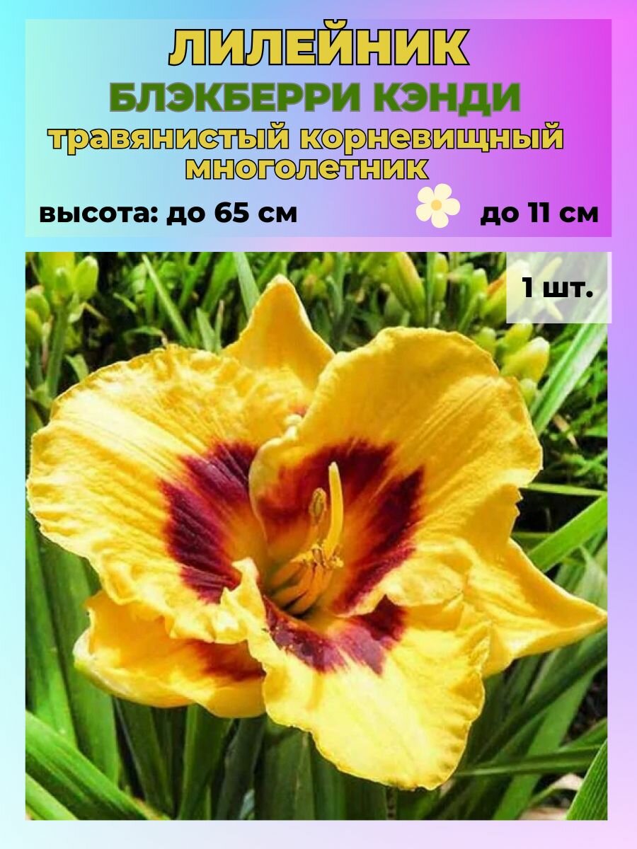 Лилейник Блэкберри Кэнди, корневище 1 штука