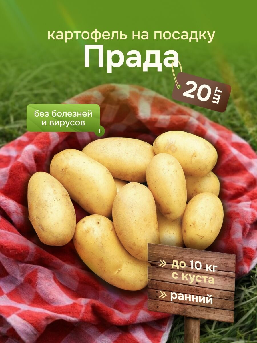 Семенной картофель на посадку Прада 20 шт (ранний)