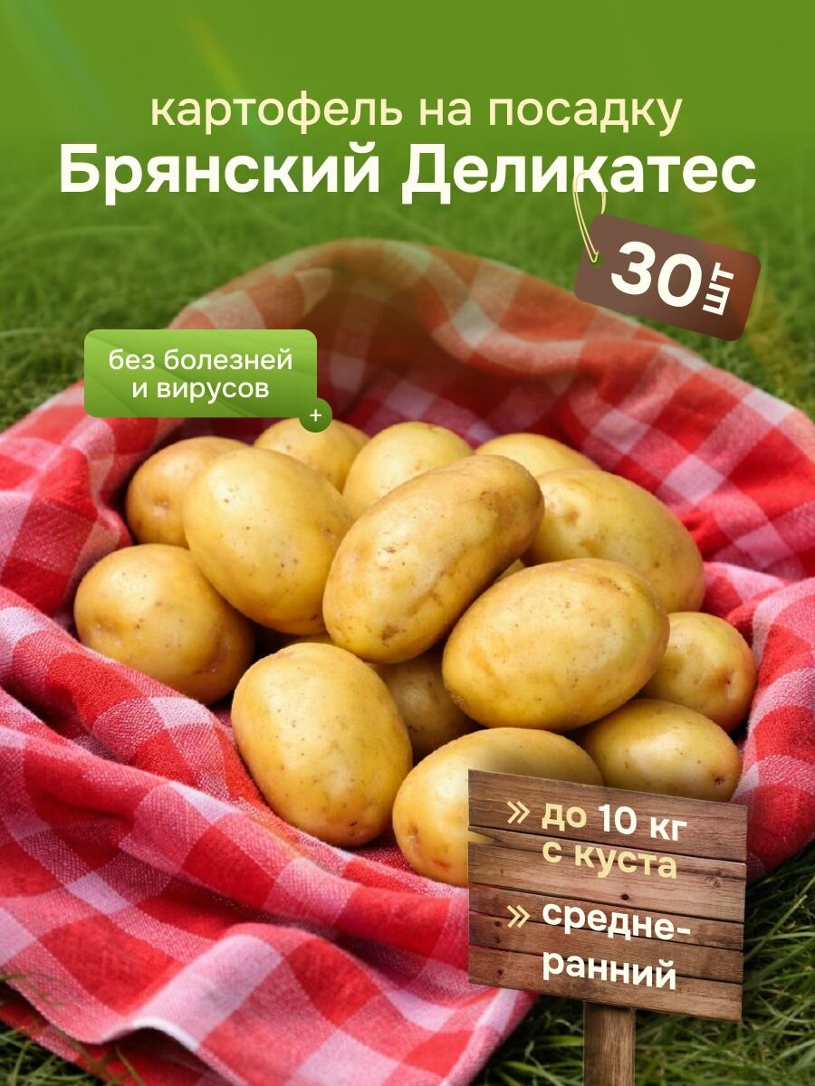 Семенной картофель на посадку Брянский деликатес 30 шт (среднеранний)
