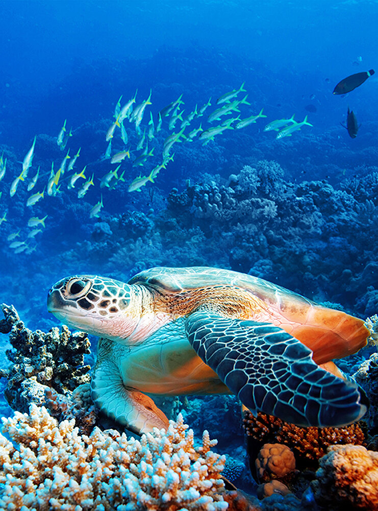 Фотообои Divino Decor "Морская черепаха" С-211(Б-211) 200*270 фактура холст