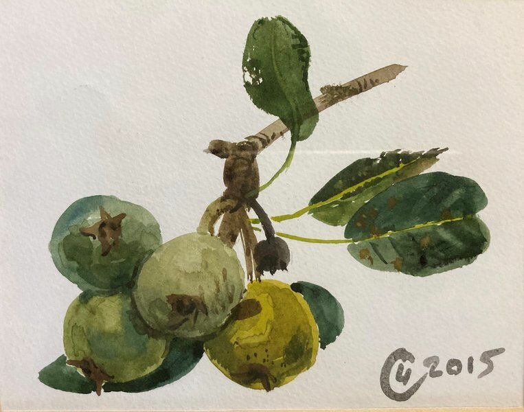 ART-Salon at Oktyabrskaya "Груши" 11х14см, бумага, акварель; ручная работа. Оформлена в раму под стекло