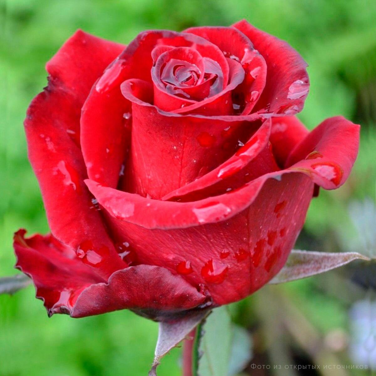 Роза чайно-гибридная Эксплорер (Explorer) / 2 шт, ароматные, непрерывноцветущие