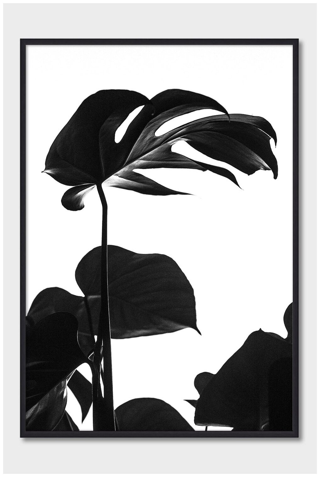 Черно-белый постер на стену для интерьера Postermarkt Листья мостеры, в черной рамке 30х40 см