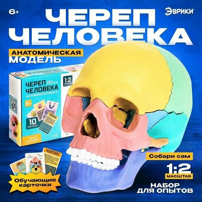 Набор для опытов Эврики "Череп человека", анатомическая модель (W619)