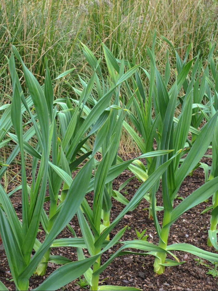 Семена детки Гигантский чеснок Рокамболь, 5 штук семян деток