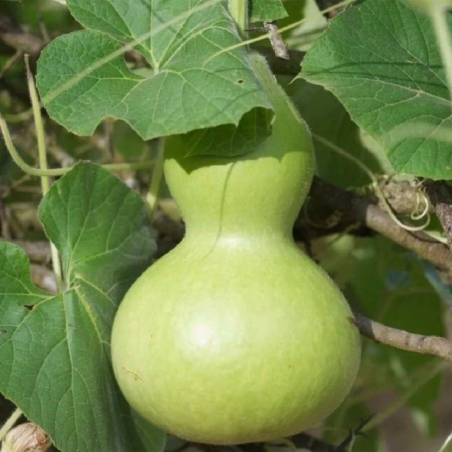 Семена Deodar SEEDS COMPANY Тыква мини бутылка 5 шт.