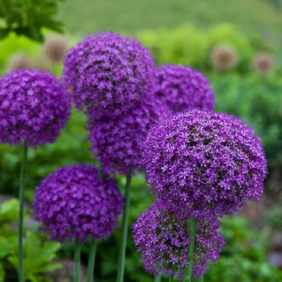 Семена Deodar SEEDS COMPANY Лук декоративный фиолетовый Аллиум 20 шт.