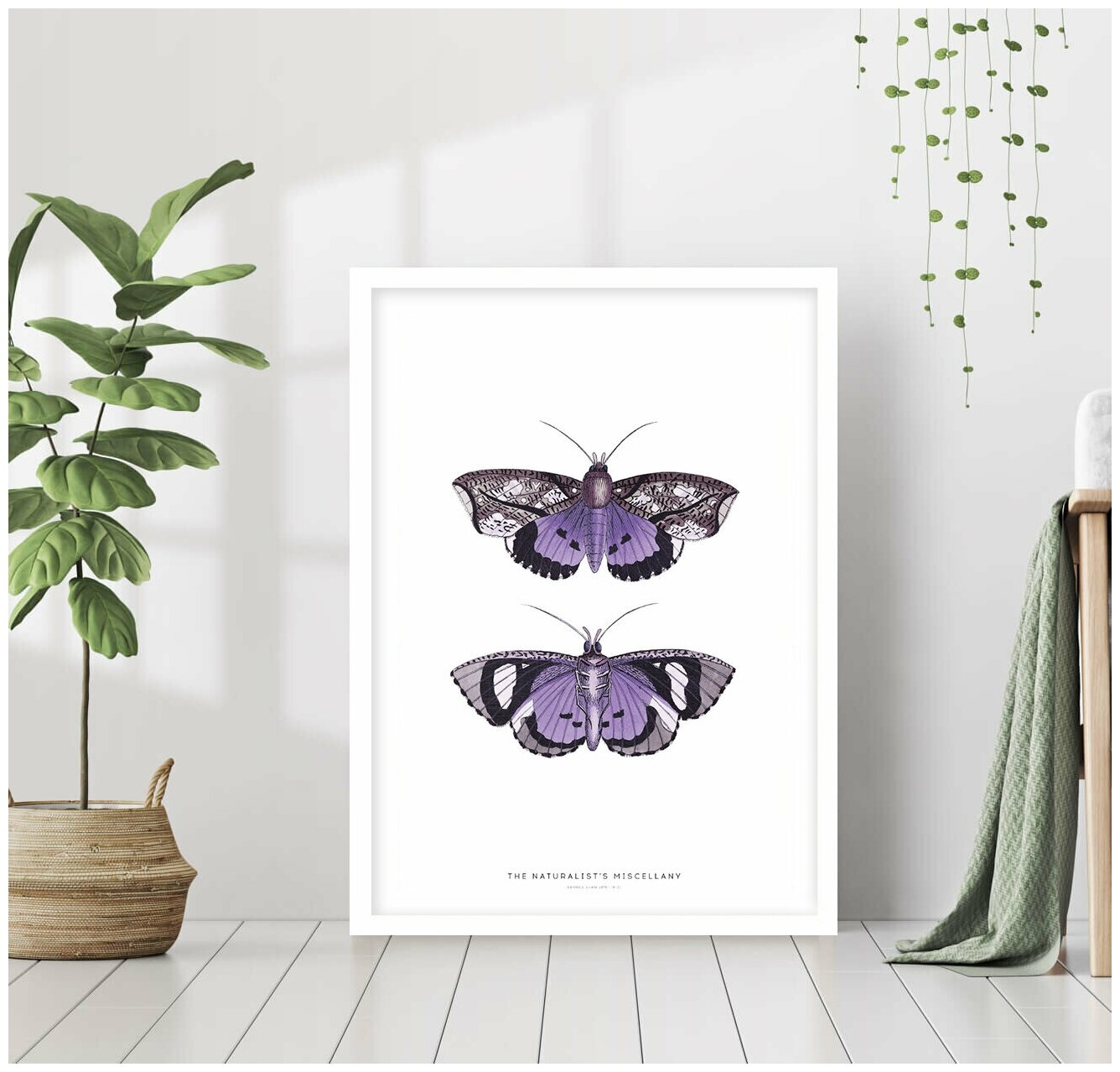 Постер "Фиолетовые бабочки, иллюстрация" 50x70 в белой рамке на стену для интерьера