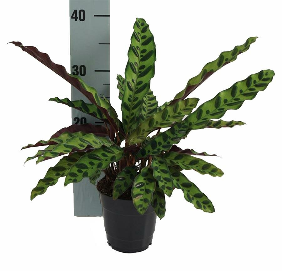 Калатея замечательная - Calathea insignis D12 H40