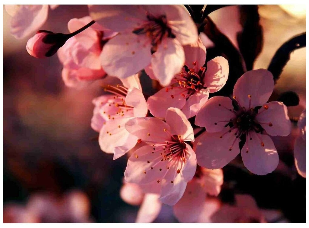 Вишня в цвету (полная/квадр.) DS326