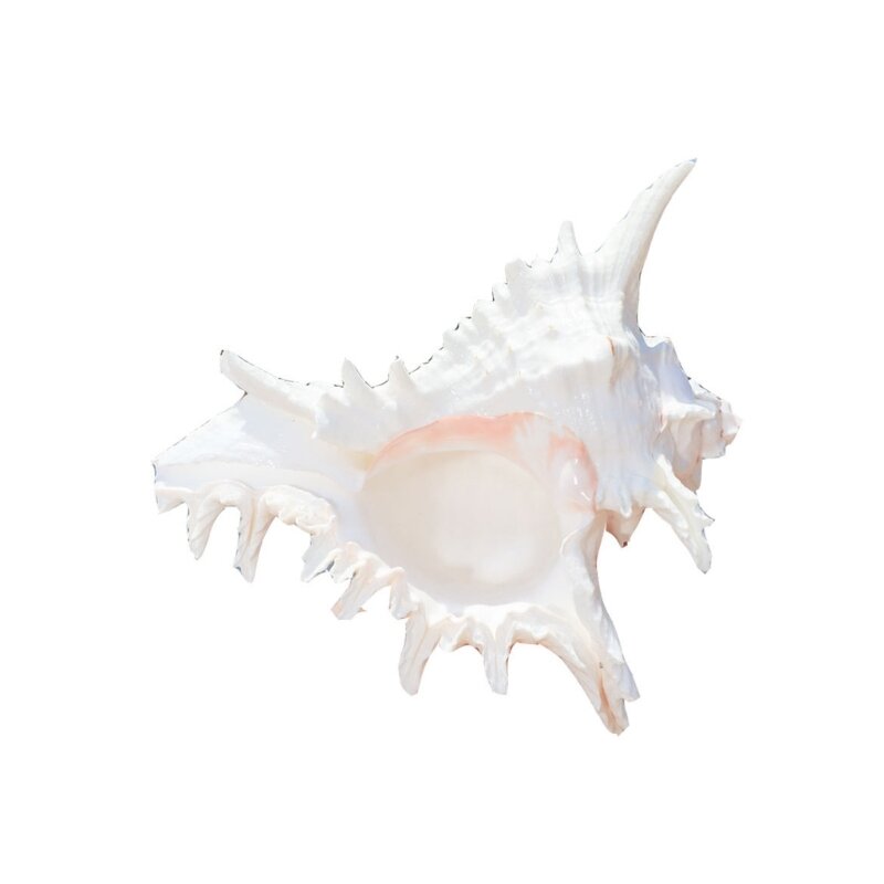 Декоры из натуральных раковин Большие Ракушки для Аквариумов Декоры для Поделок своими руками