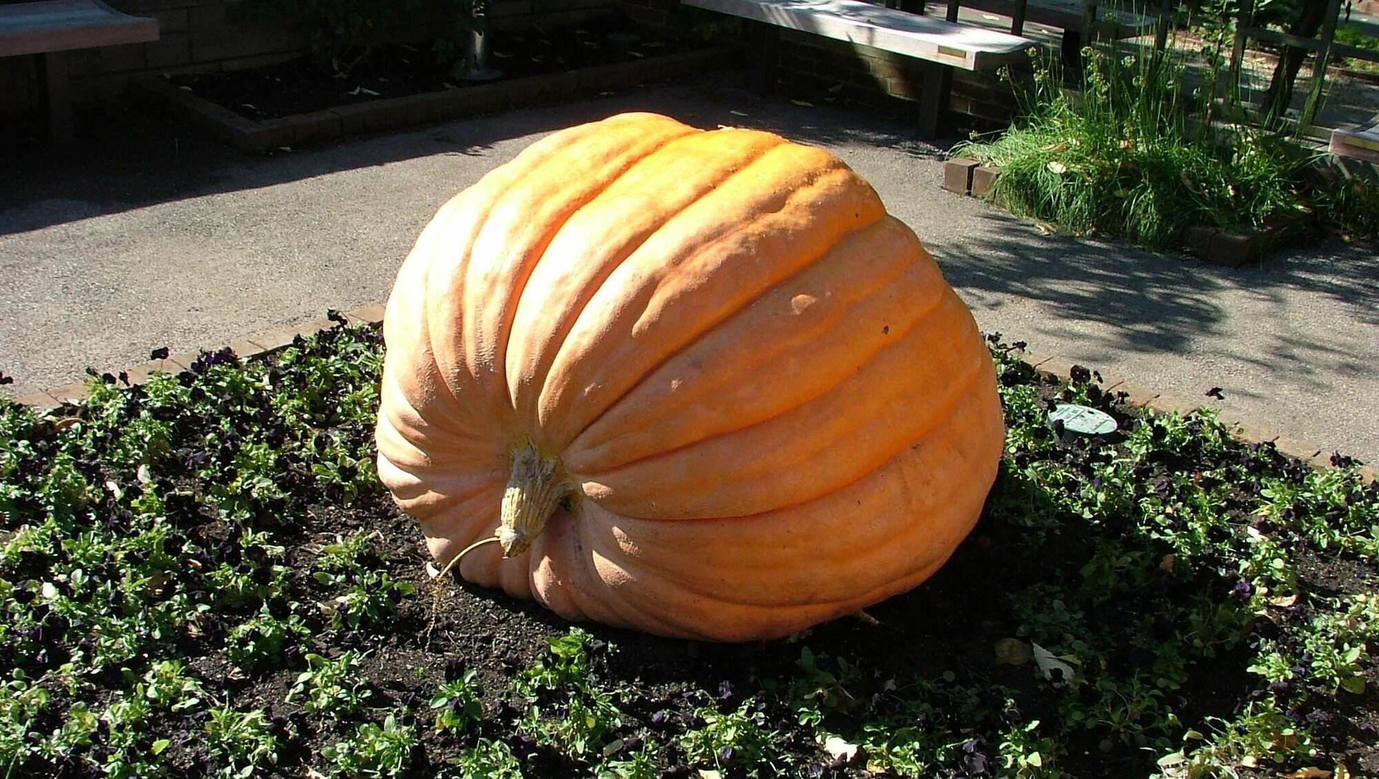 Семена гигантской тыквы "Атлантик гигант", 6 шт. семян