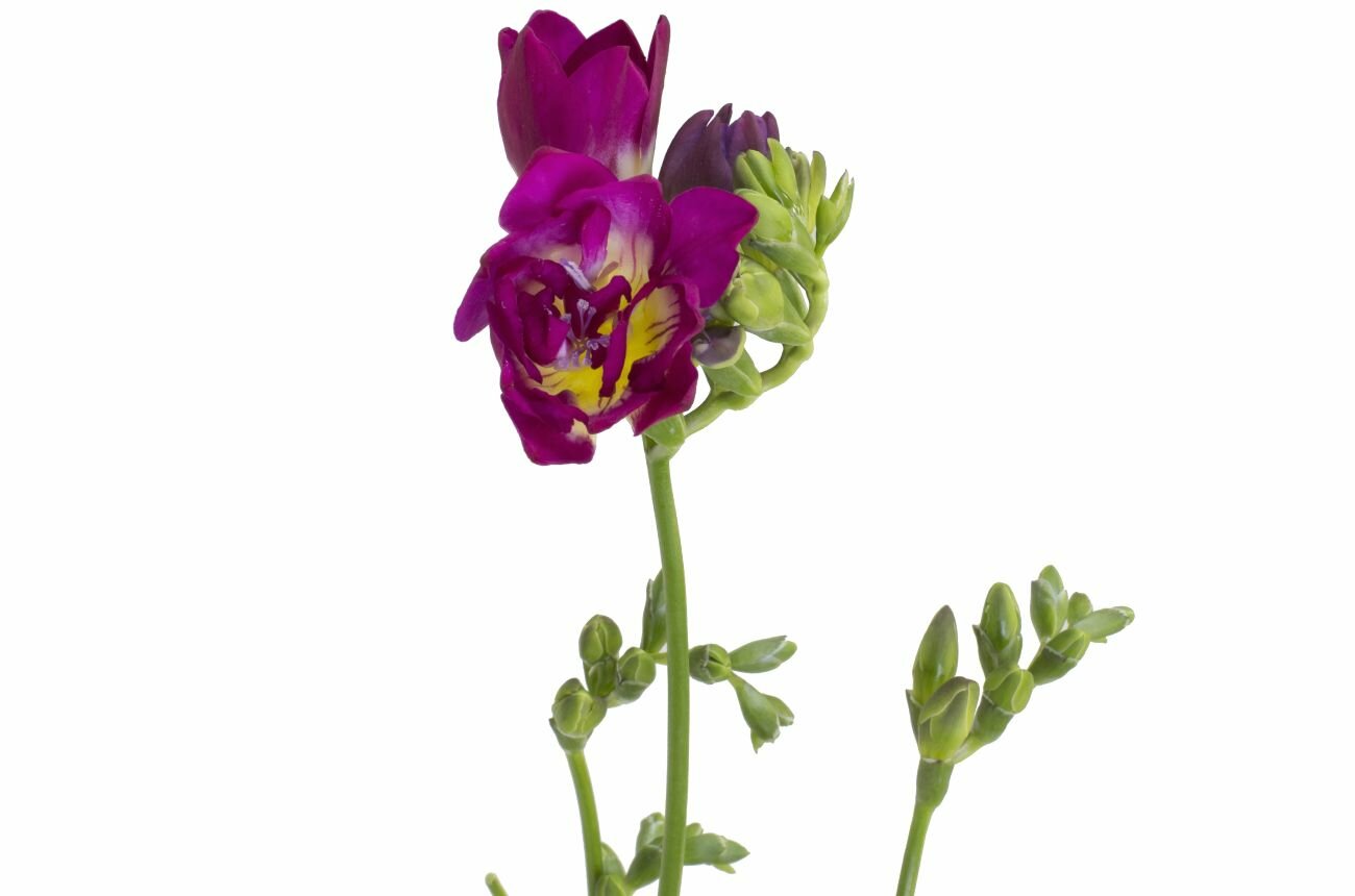 Фрезия лиловая 1шт