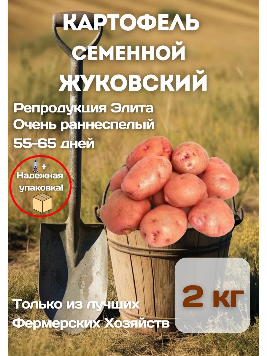 Картофель на посадку семенной Жуковский ранний