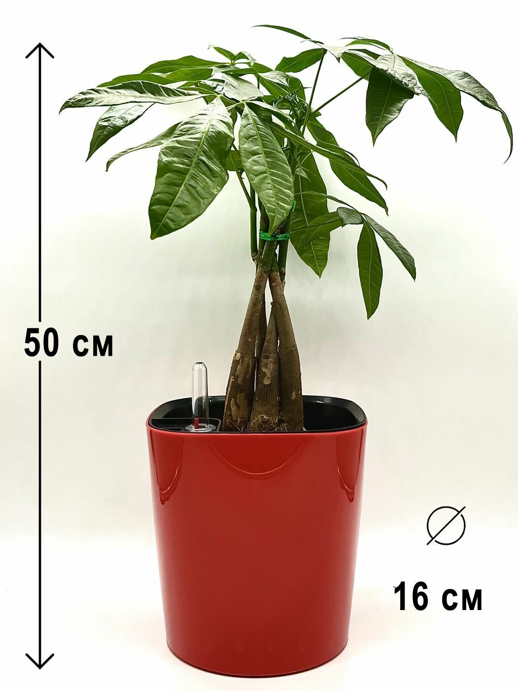 Пахира Акватика в красном пластиковом кашпо с автополивом, высота композиции 40-50см