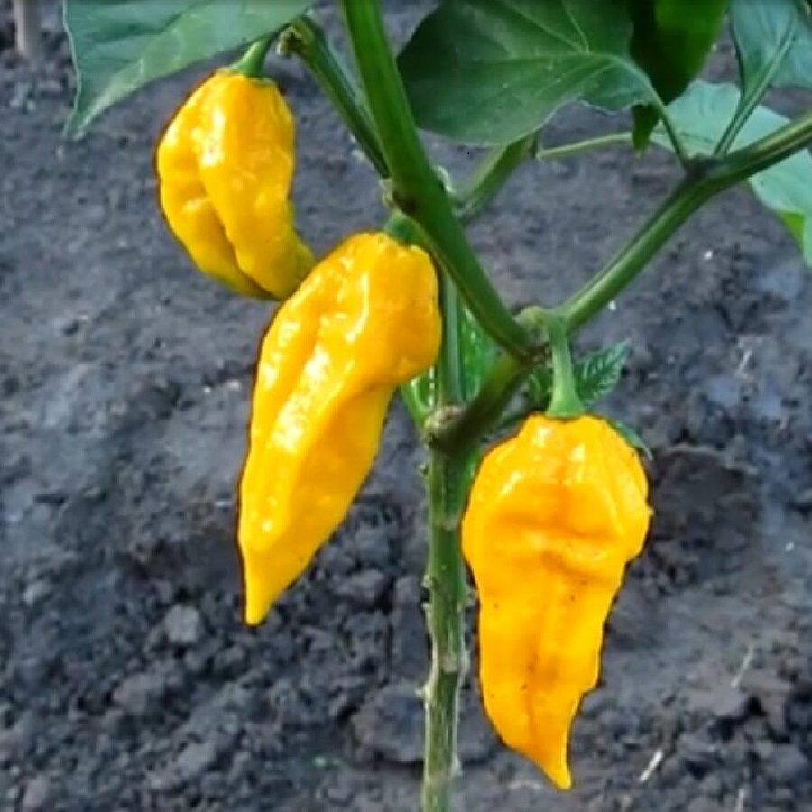 Семена Орешка Перец острый Bhut Jolokia Yellow 5 ШТ