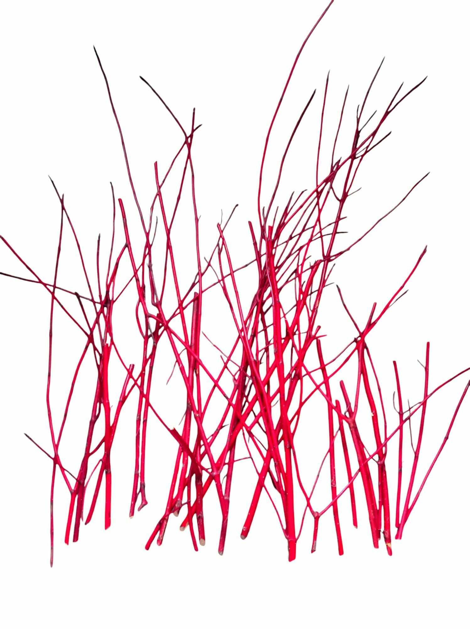 Ветки красные натуральные.