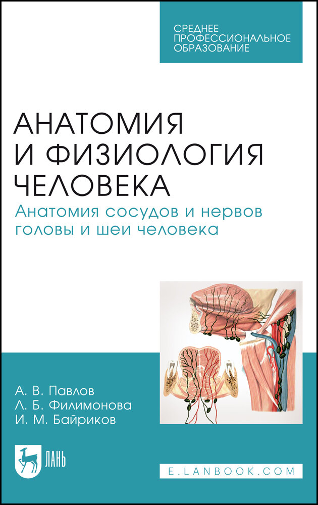 Анатомия и физиология человека. Анатомия сосудов и нервов головы и шеи человека