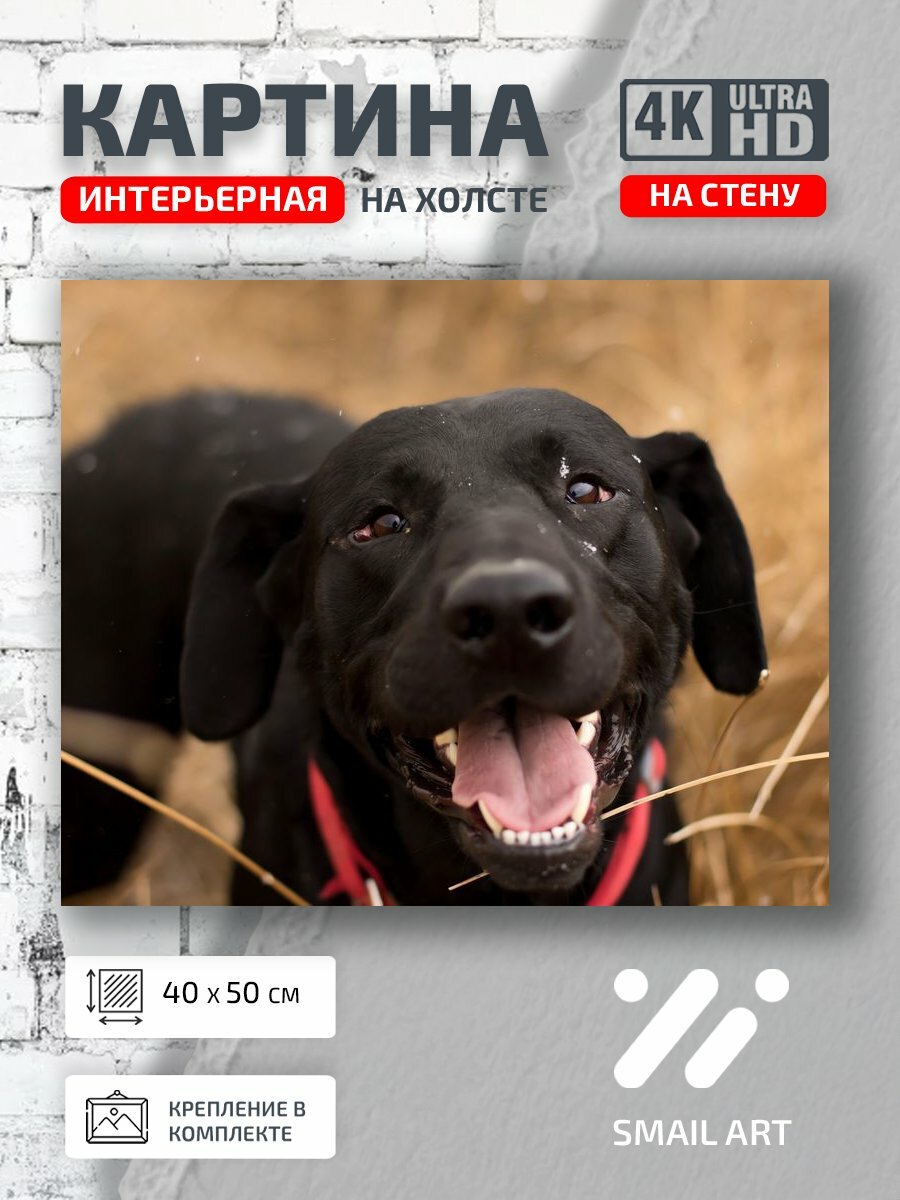 Картина на холсте интерьерная 40 на 50 на стену Собака Landscape для спальни пейзаж декор