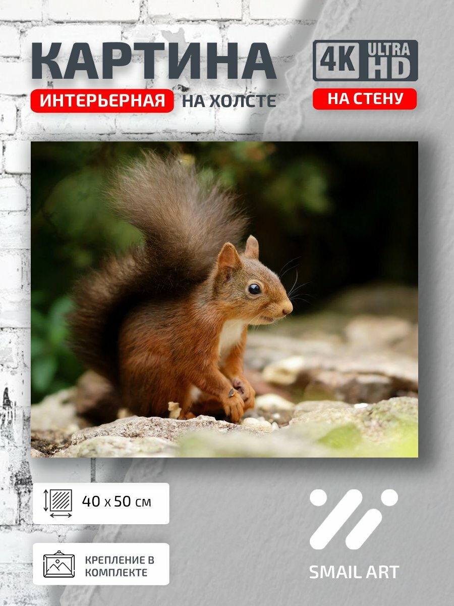 Картина на холсте интерьерная 40 на 50 на стену Белка Mood для спальни атмосфера интерьер