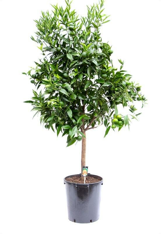 Цитрус лайм - Citrus aurantiifolia D46 H180