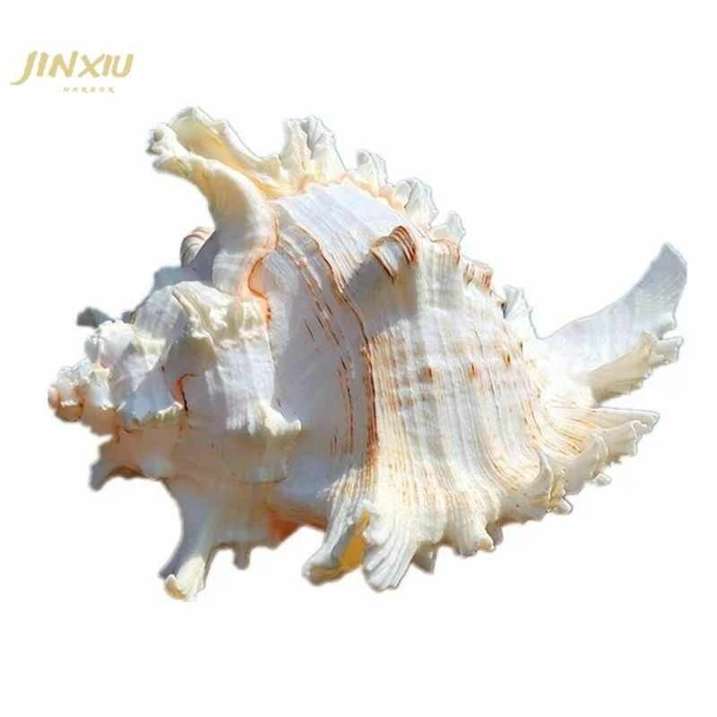 Ракушка морская Мурекс ветвистый 14-16см