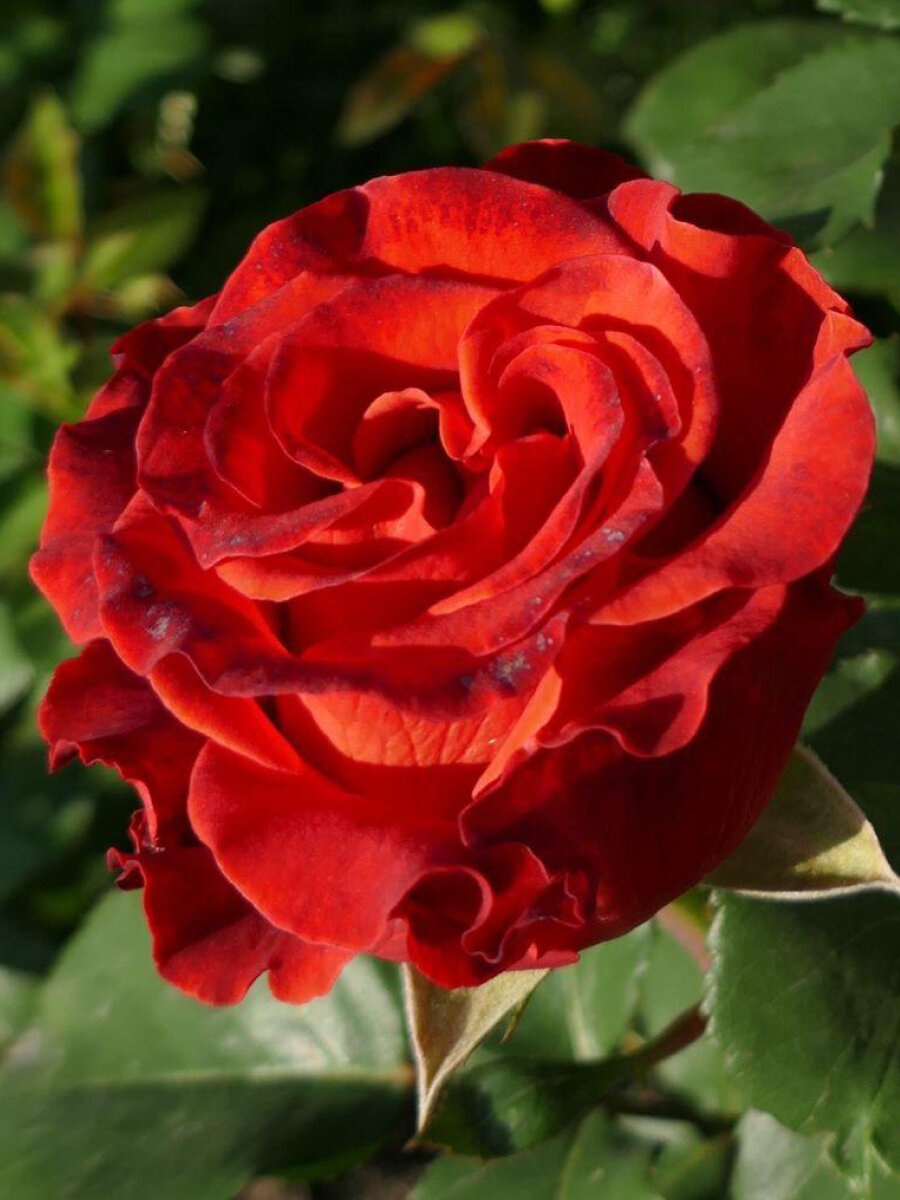 Роза чайно-гибридная "Эль Торо", 1 саж , красная, высота до 50см