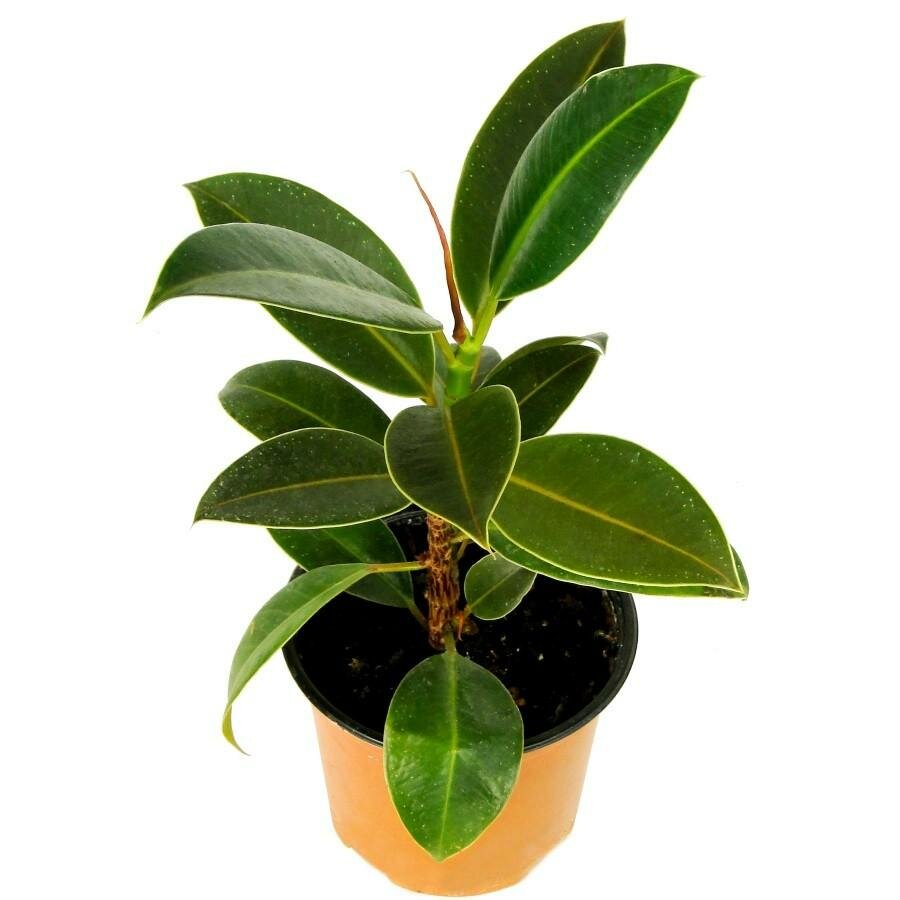 Фикус Эластика (каучуконосный) Мэлани - Ficus elastica "Melany" D17 H30