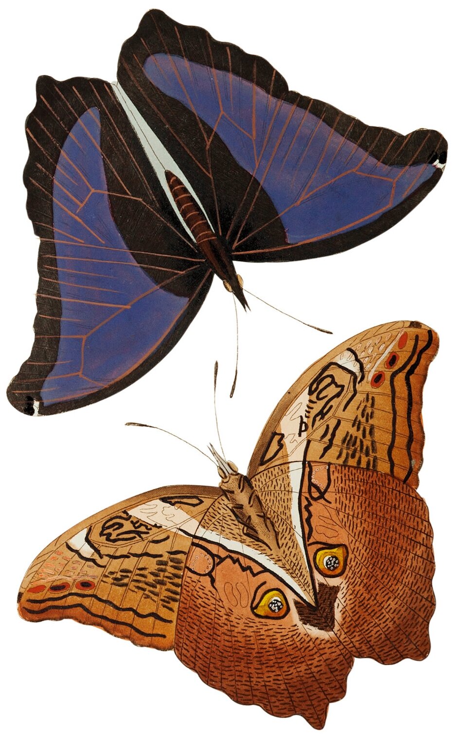 Постер / Плакат / Картина Гигантские бабочки-совы 40х50 см в подарочном тубусе