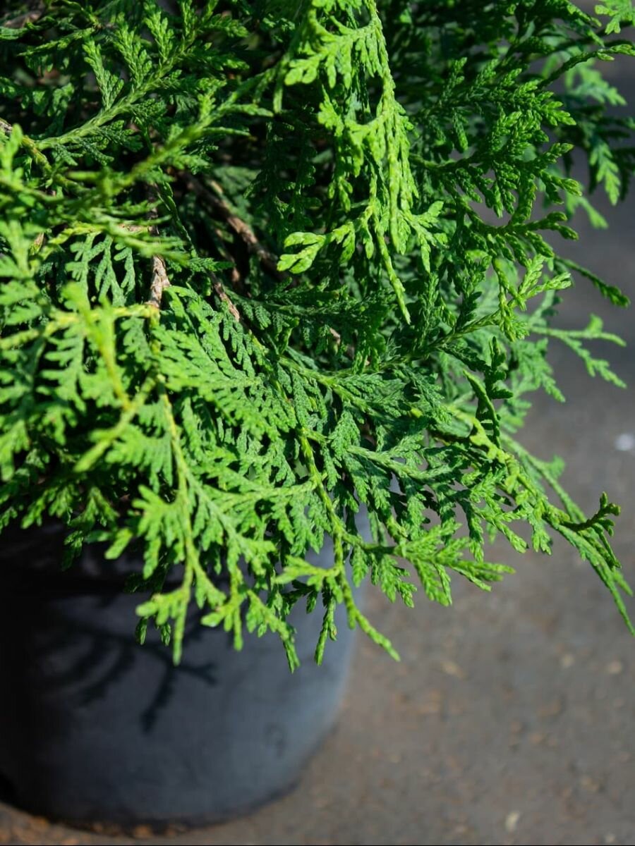 Туя западная Woodwardii семена 30 штук