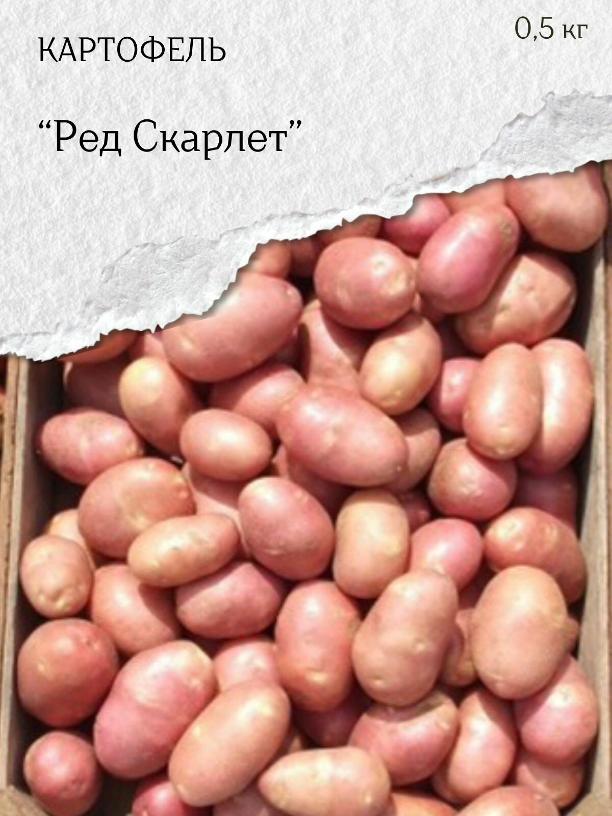 Картофель "Ред Скарлет", семенной красный 500 гр.