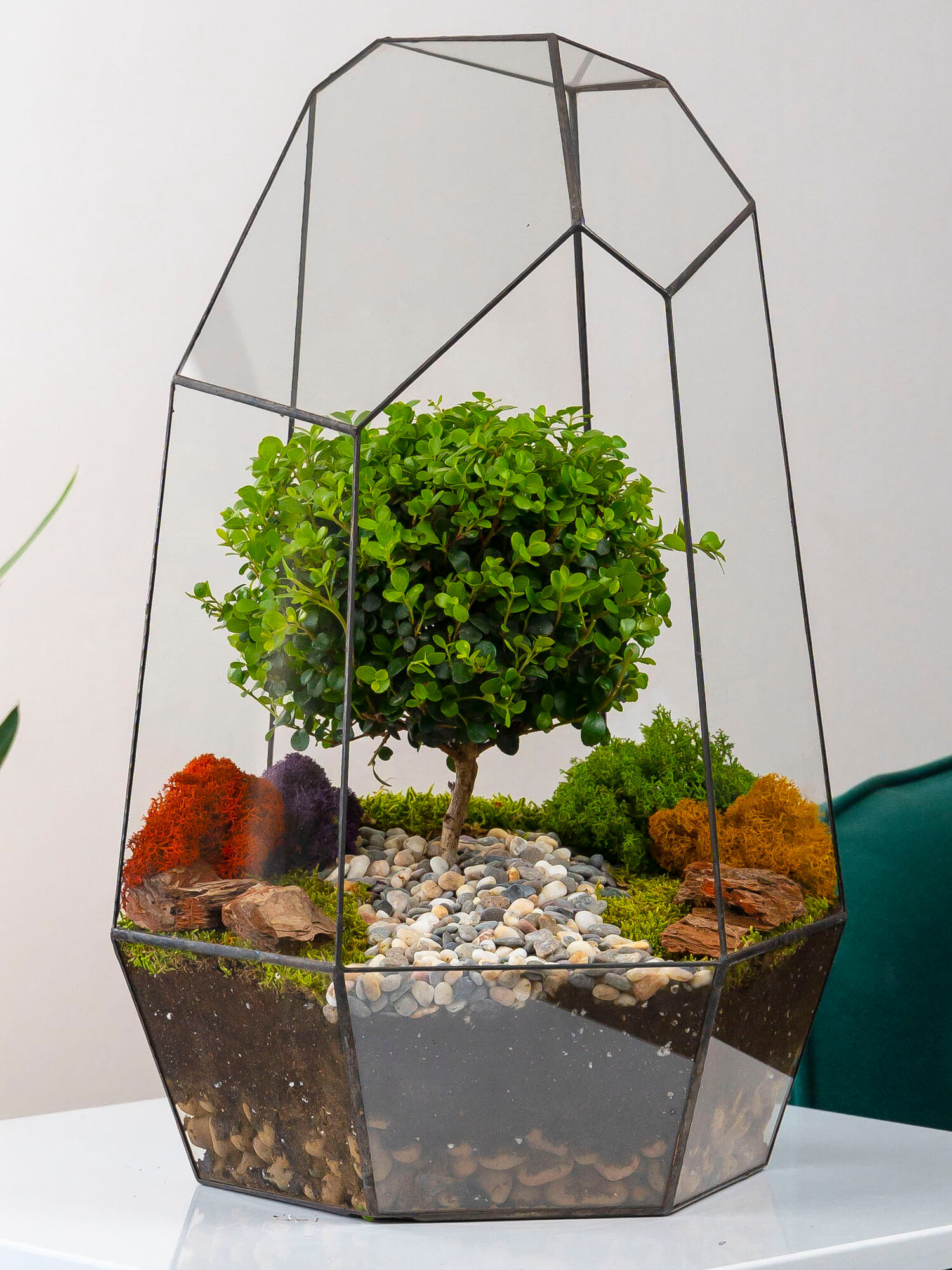 Geo Glass: Мирт комнатный , флорариум , флорариум стекло , растения комнатные 45 см