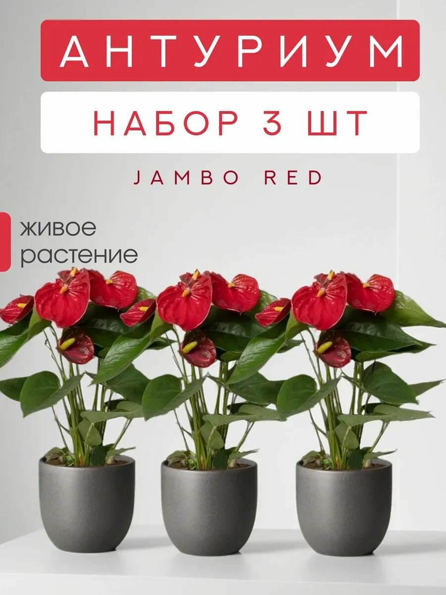 Живой цветок GREEN TOWN Антуриум красный, многолетний, в коробке, 3шт