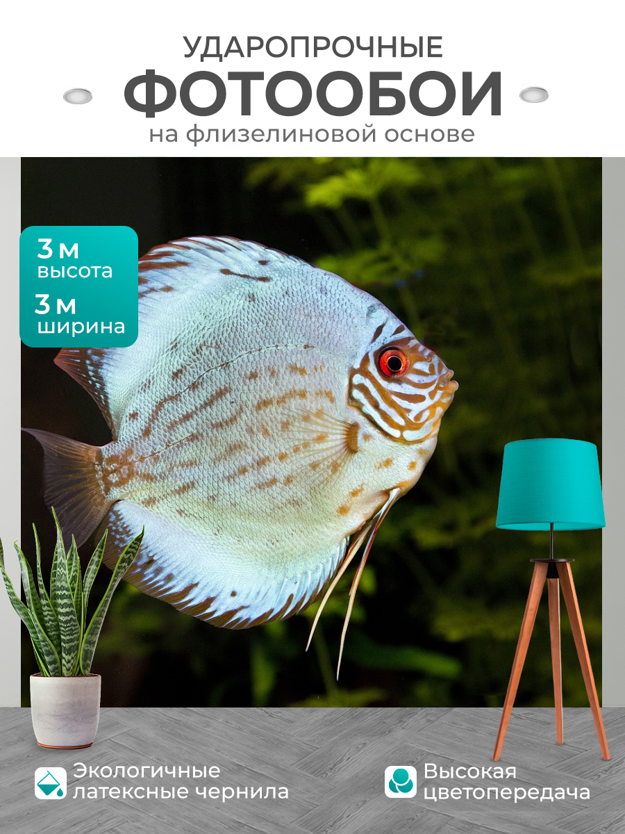 Фотообои моющиеся ударопрочные "Дискус, рыба, аквариум" 300x300 см. флизелиновые на стену