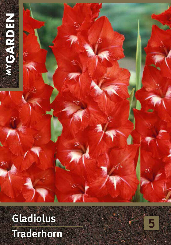 Гладиолус крупноцветковый Традерхорн луковицы 10/12