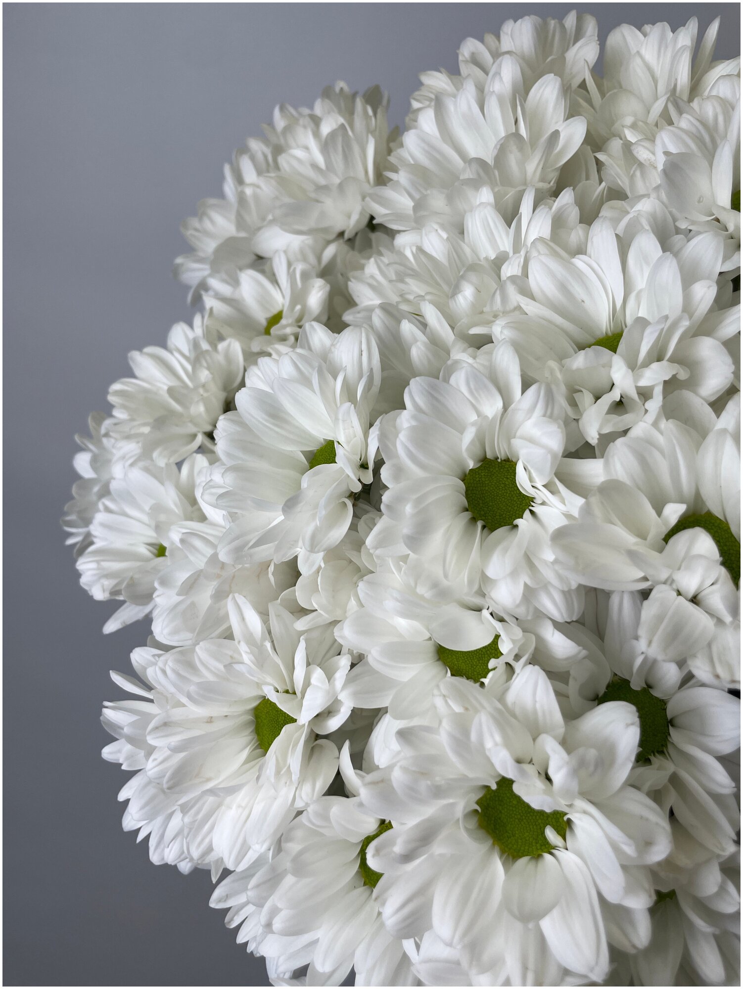 Хризантема кустовая ромашка