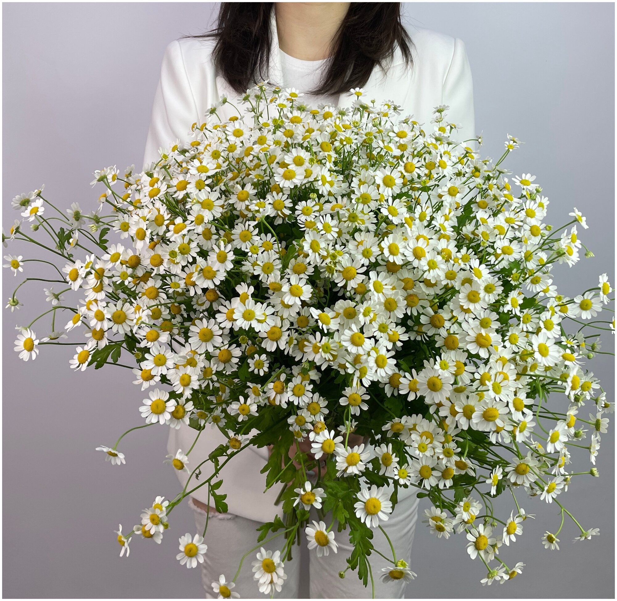 Монобукет "Танацетум Ромашка" букет от FloWers24, 25 кустовых ромашек, высота букета 50см