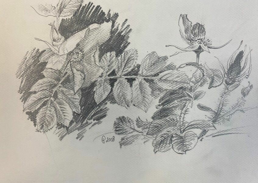 ART-Salon at Oktyabrskaya картина авторская "Шиповник", 21х30 см, бумага/графит, ручная работа