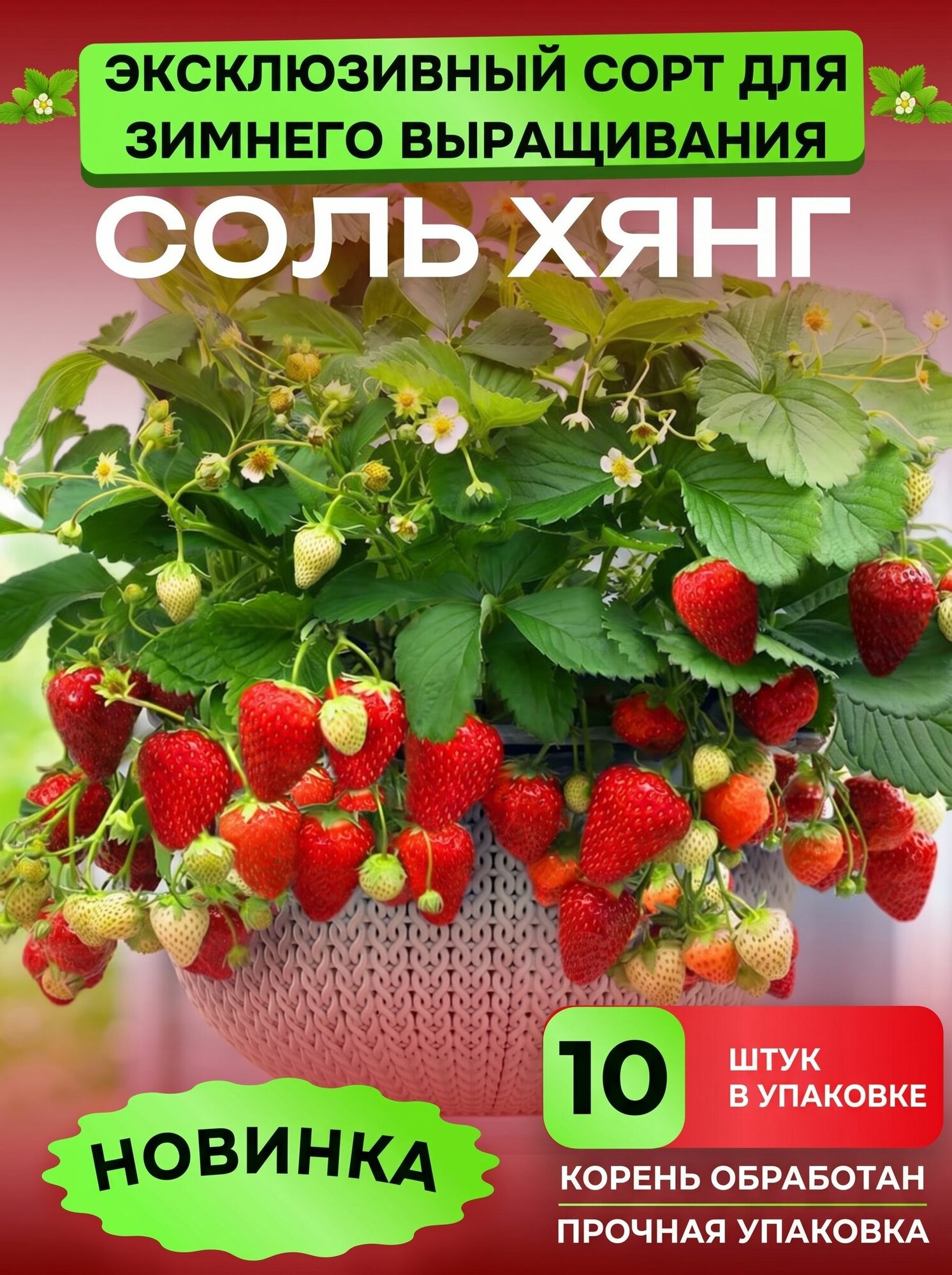 Саженцы клубники соль-янг (корея) 10-шт доедет хоть куда