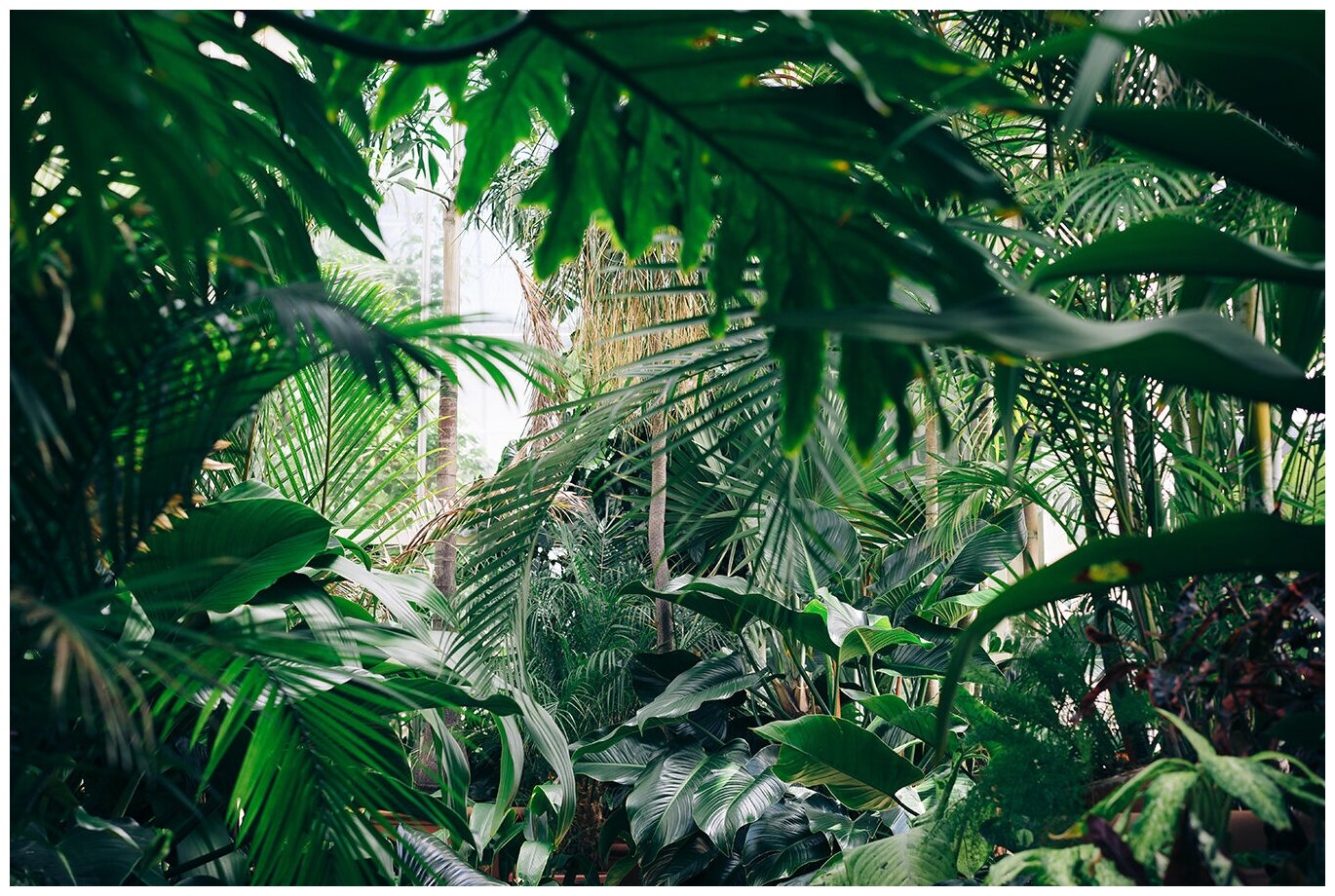 Фотообои Уютная стена "В ботаническом саду" 410х270 см Виниловые Бесшовные (единым полотном)