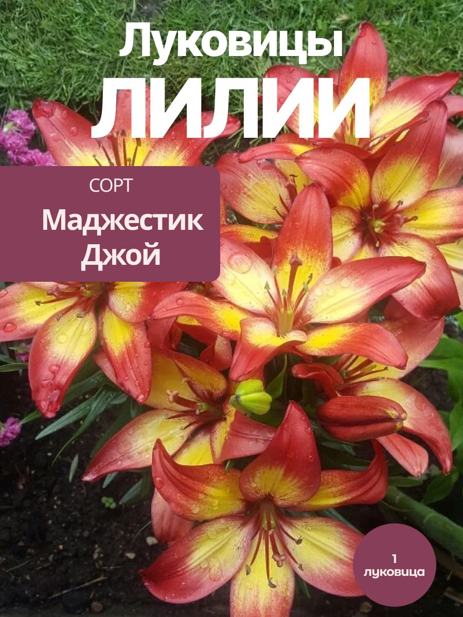 Луковицы Лилии Маджестик Джой 1 шт