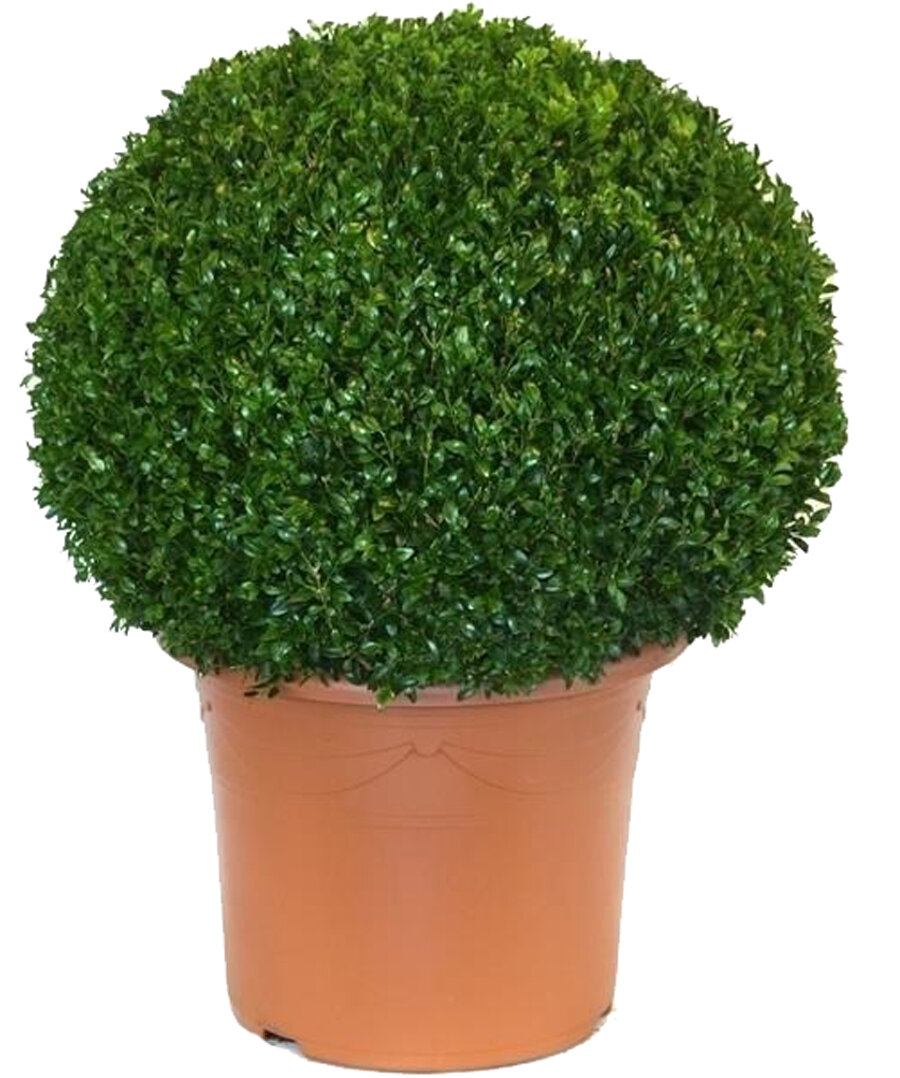 Самшит вечнозеленый (Буксус) - Buxus D40 H85