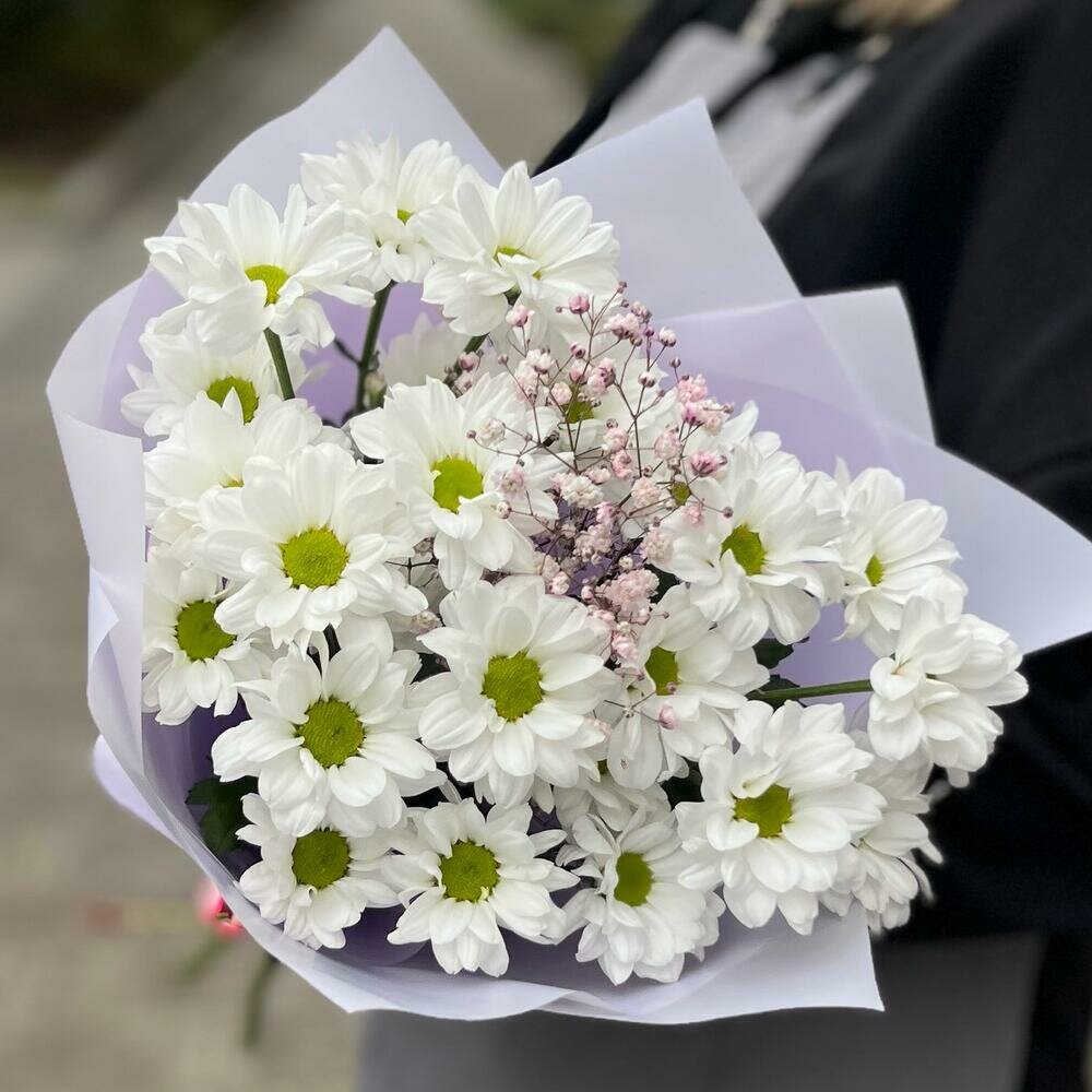 Букет из ромашковых хризантем с веточкой гипсофилы в белой упаковке - Plaza Flowers