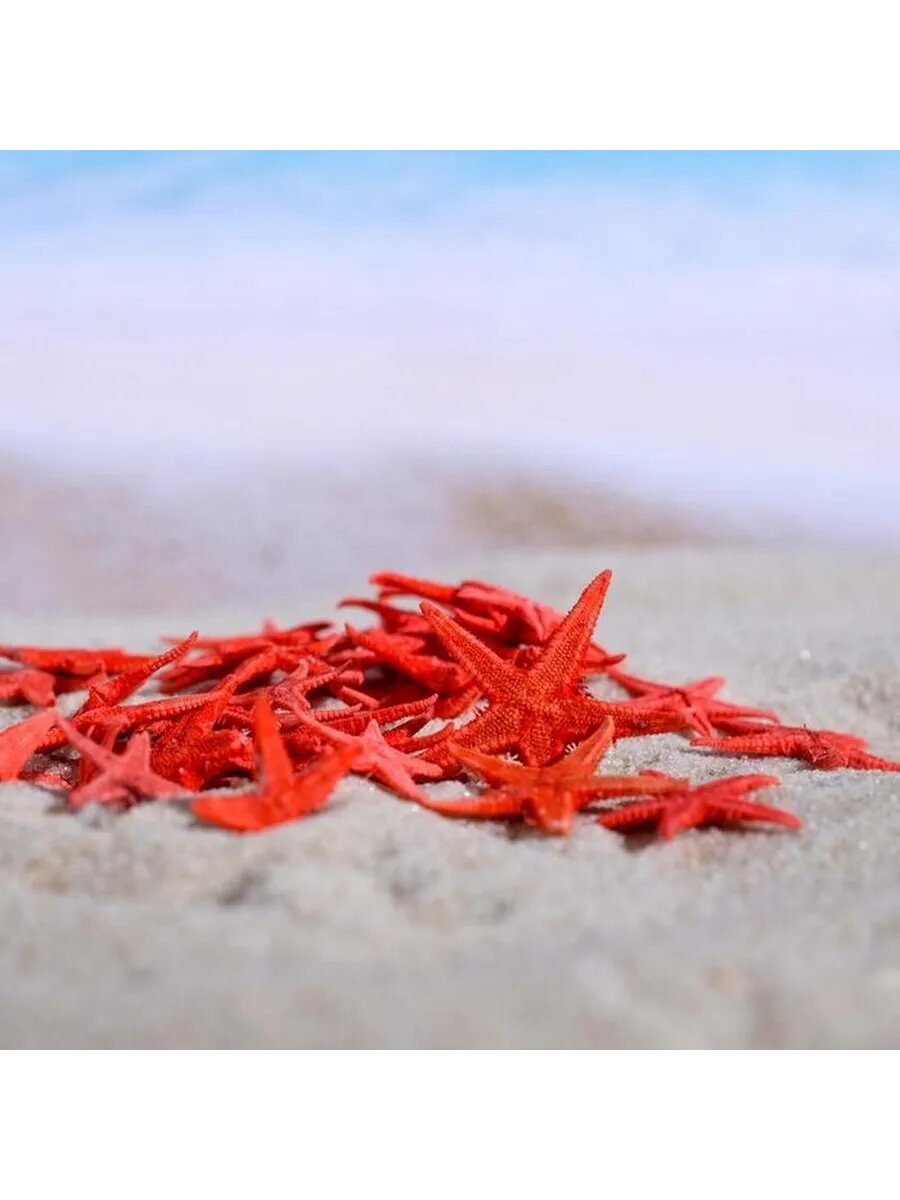 Яркий набор натуральных морских звезд для декора