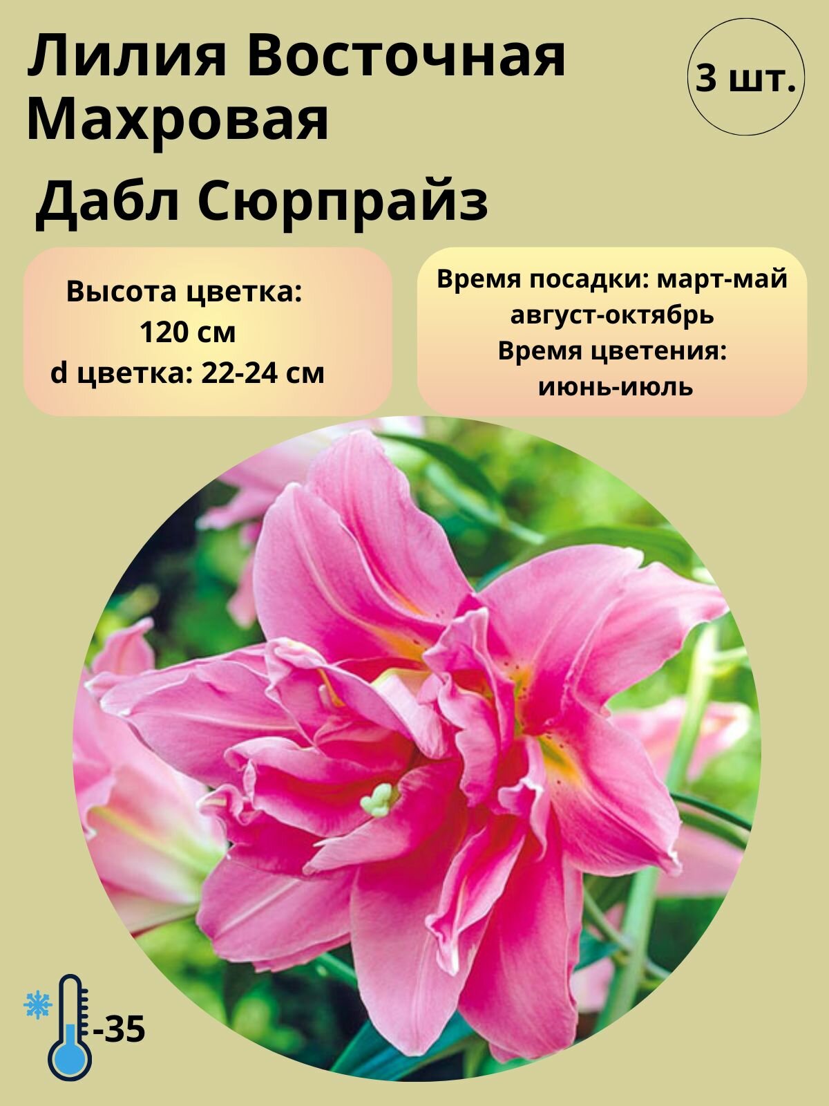 Лилия Восточная, луковицы 3 шт