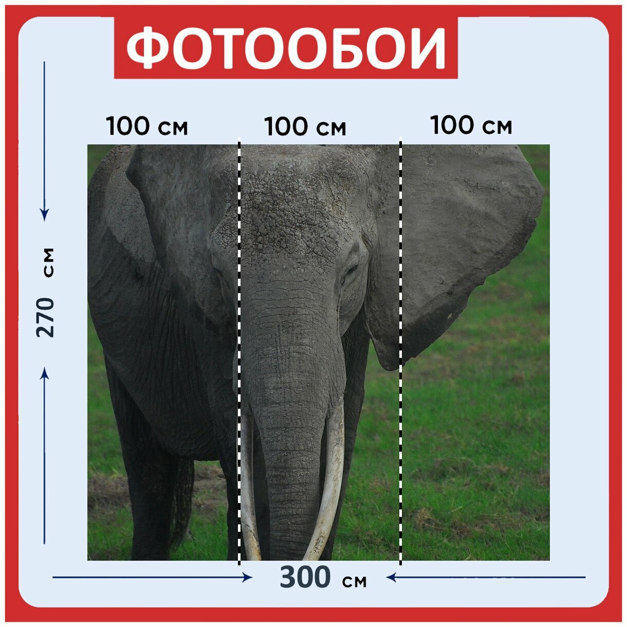Фотообои ударопрочные моющиеся "Слон, слоновая кость, сафари" 300x270 см. флизелиновые на стену