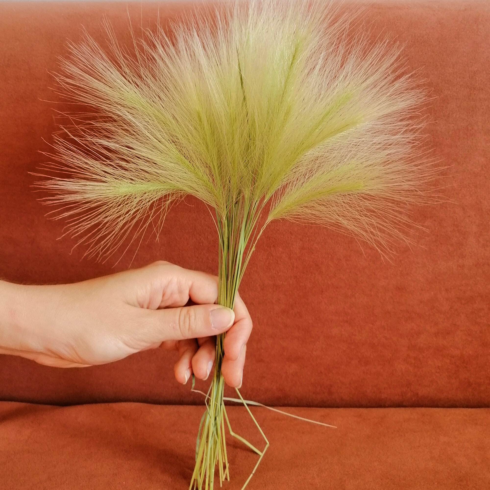 Сухоцветы -Ячмень гривастый для заливки смолой и рукоделия, 30 шт